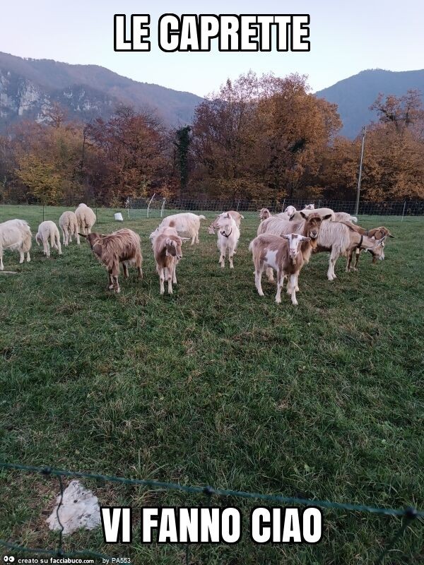 Le caprette vi fanno ciao - Facciabuco.com