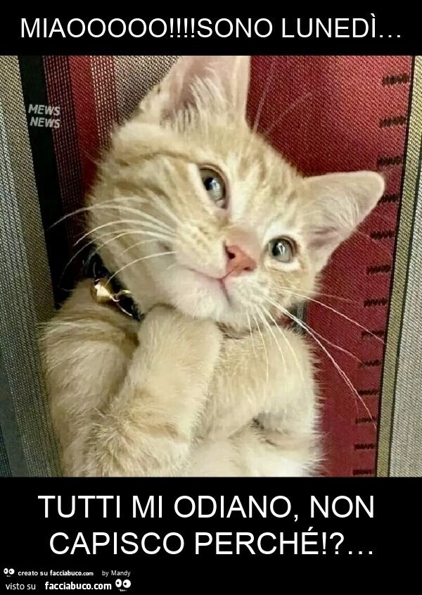 Miaooooo! Sono lunedì… tutti mi odiano, non capisco perché ...