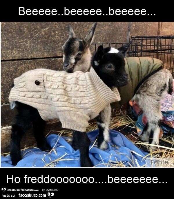 Tutti i meme su Capra - Facciabuco.com