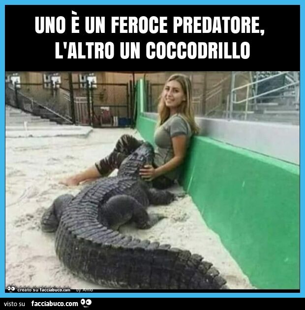 Uno è un feroce predatore, l'altro un coccodrillo - Facciabuco.com