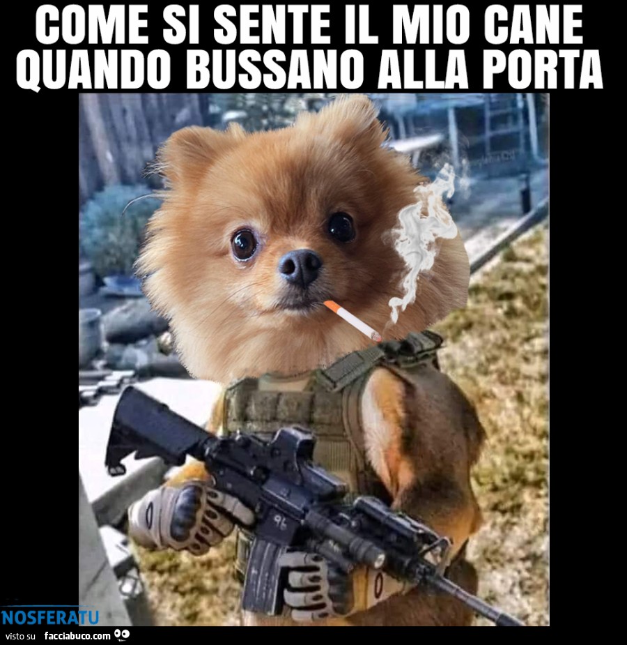 Come si sente il mio cane quando bussano alla porta - Facciabuco.com