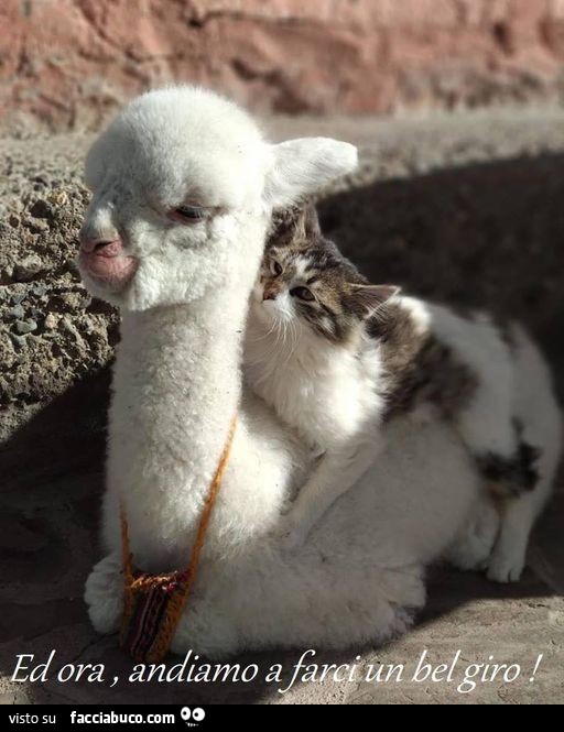 Il dado è tratto ! No è Star ! Od era Knorr....va beh...tutto fa brodo ...
