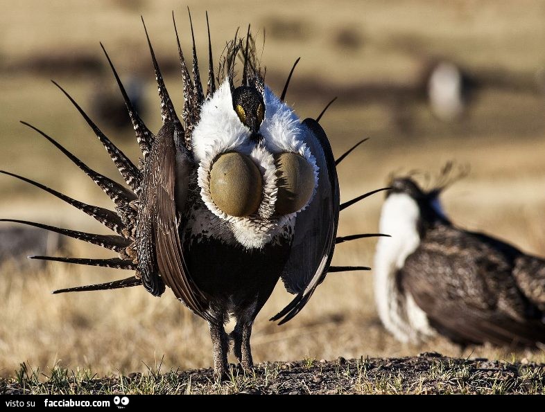 Guarda qui che roba ???… bestiaccia pubblicata da Istrice - Facciabuco.com