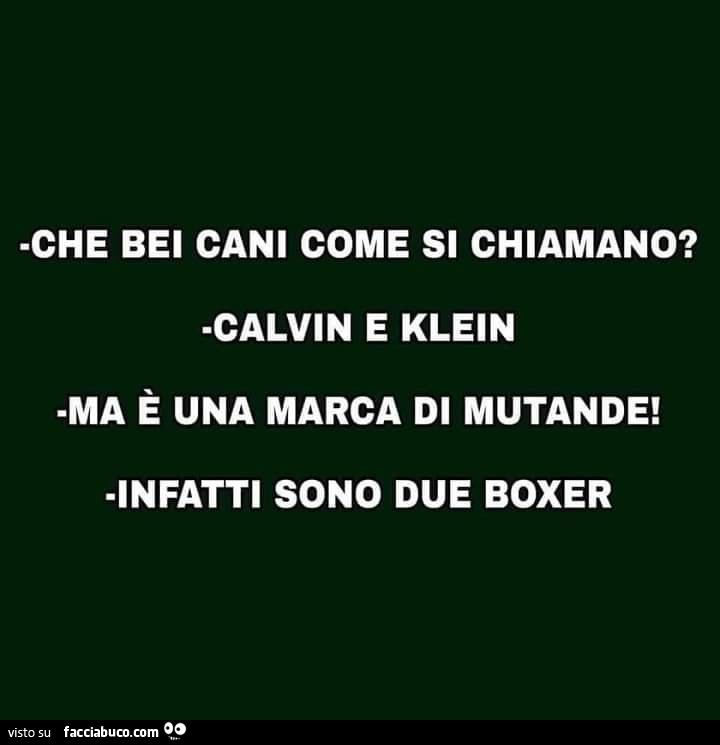 Che bei cani come si chiamano? Calvin e Klein. Ma è una marca di ...