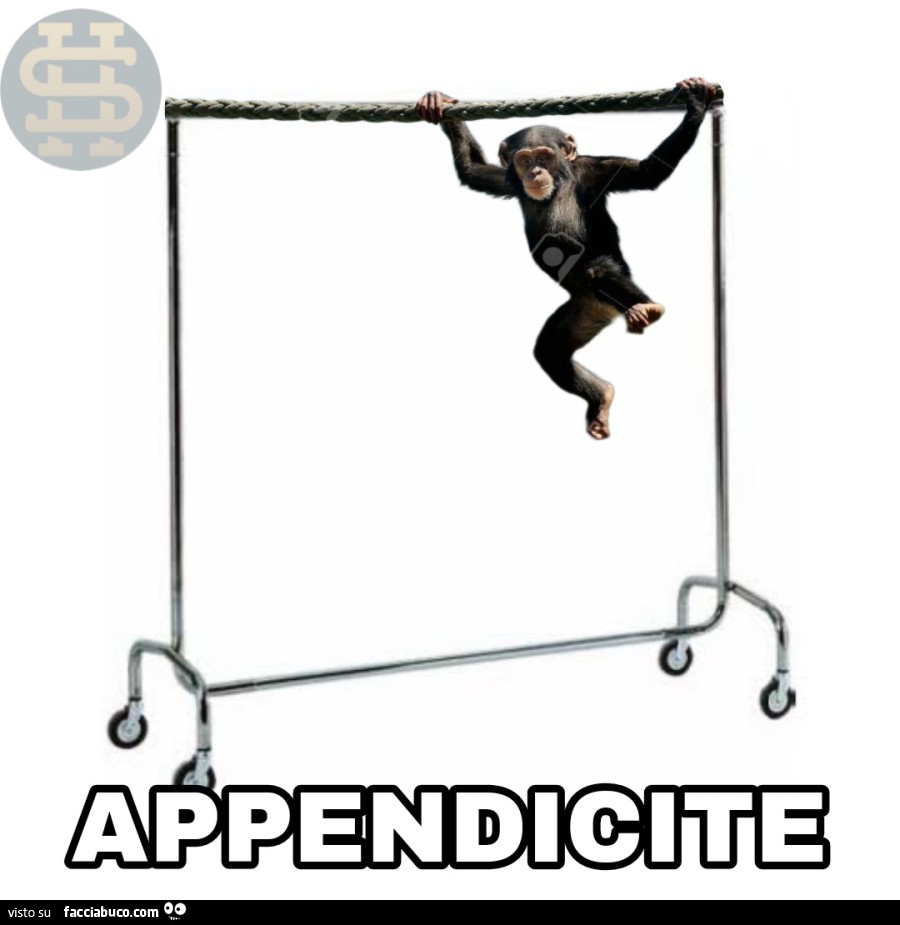 Tutti i meme sulle Scimmie - Facciabuco.com