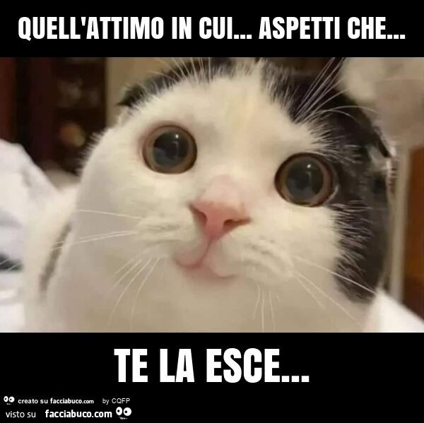 Quell'attimo in cui… aspetti che… te la esce - Facciabuco.com